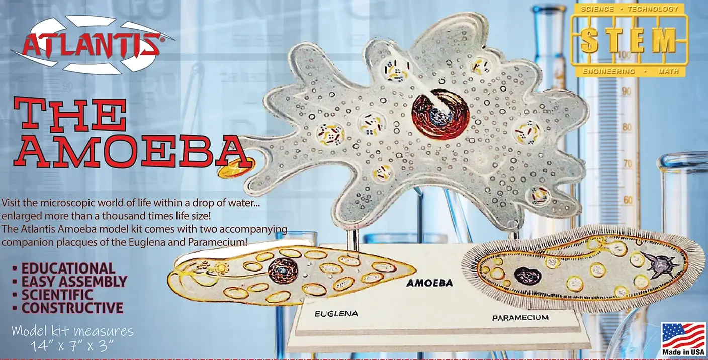 Buy Atlantis Amoeba Single Cell Model Kit STEM Plastic Model Kit